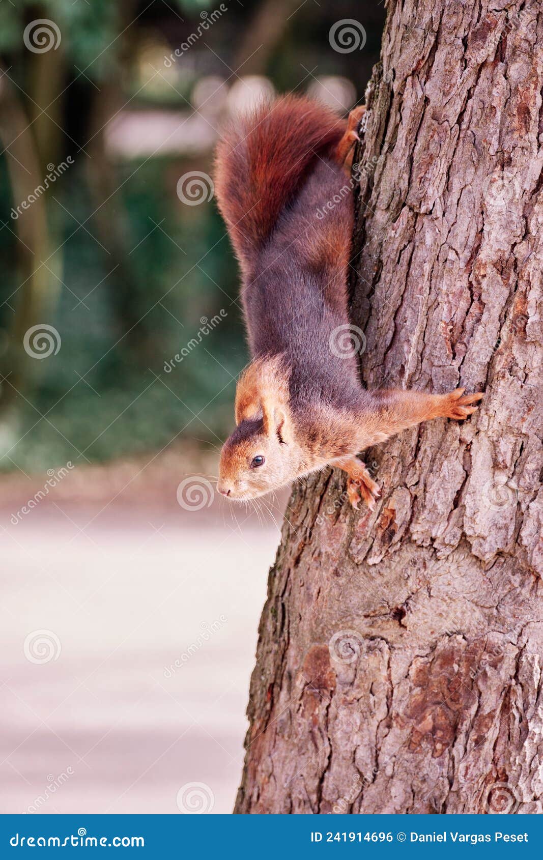 Squirrel Coming Down from a Tree about To Jump Stock Photo - Image of ...