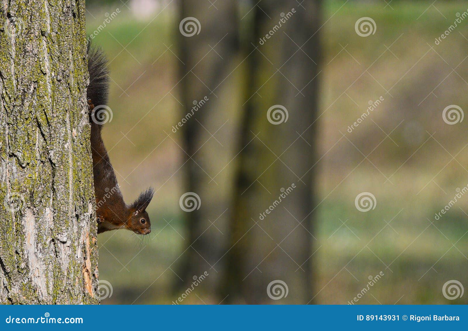 Squirrel Coming Down from the Tree Stock Image - Image of white ...