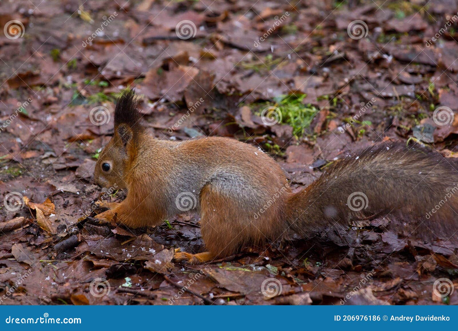Hello, its me! stock photo. Image of tail, leaves, legs - 206976186