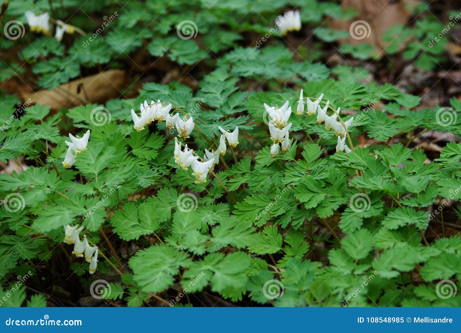 Squirrel Corn Dicentra Canadensis - North American Spring Wildflowers ...