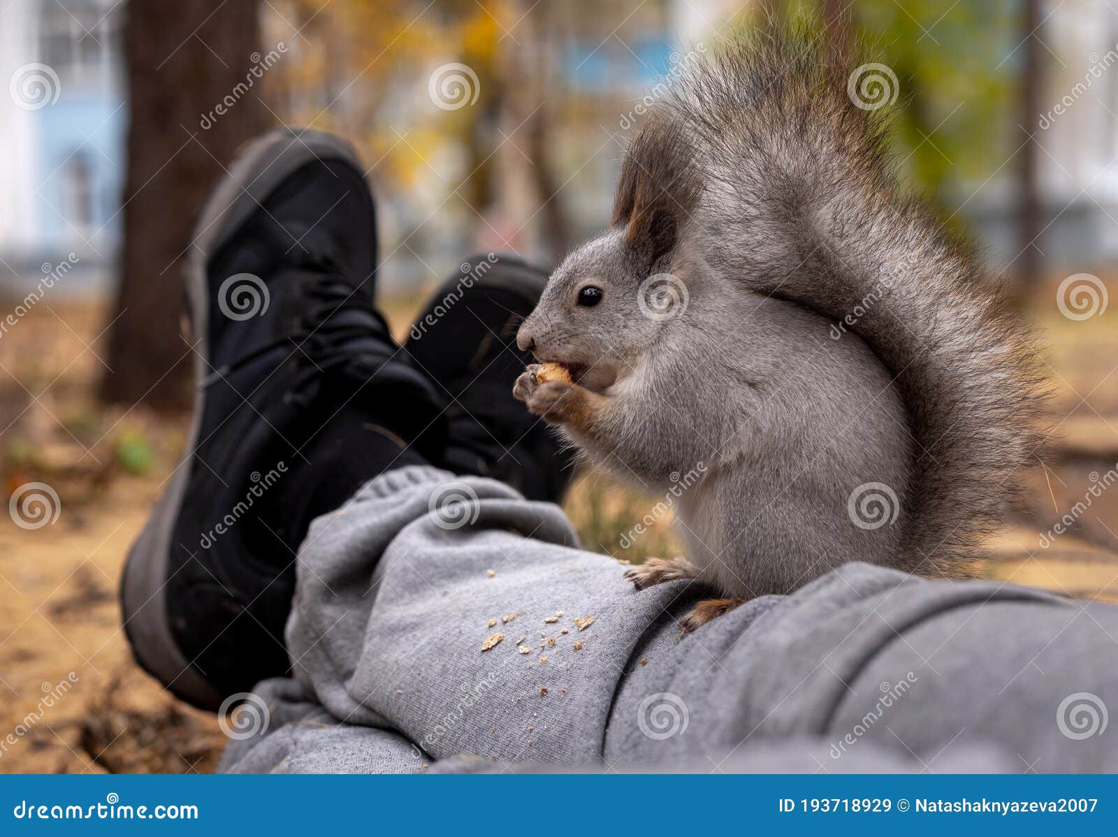 Squirrel Cracking Nuts on the Humans Legs in a Public Park, in Autumn ...