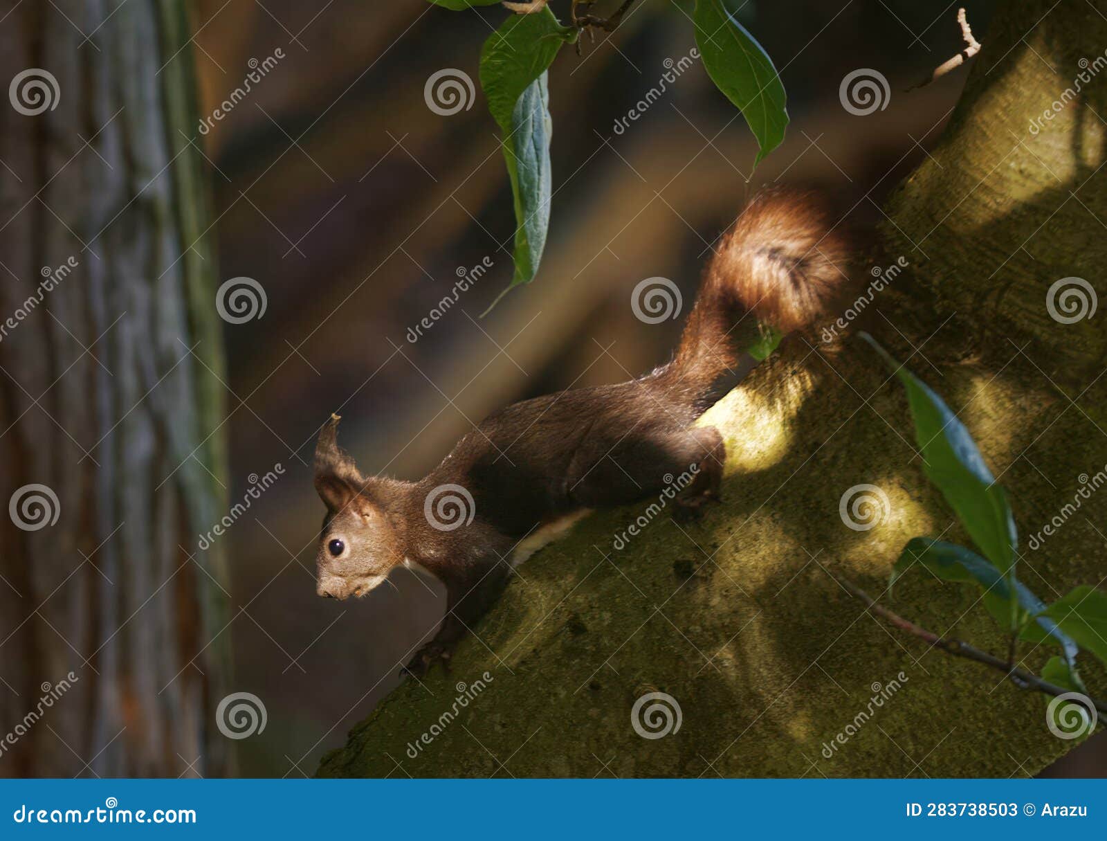 Squirrel Crawling on a Massive Branch. Stock Image - Image of vulgaris ...