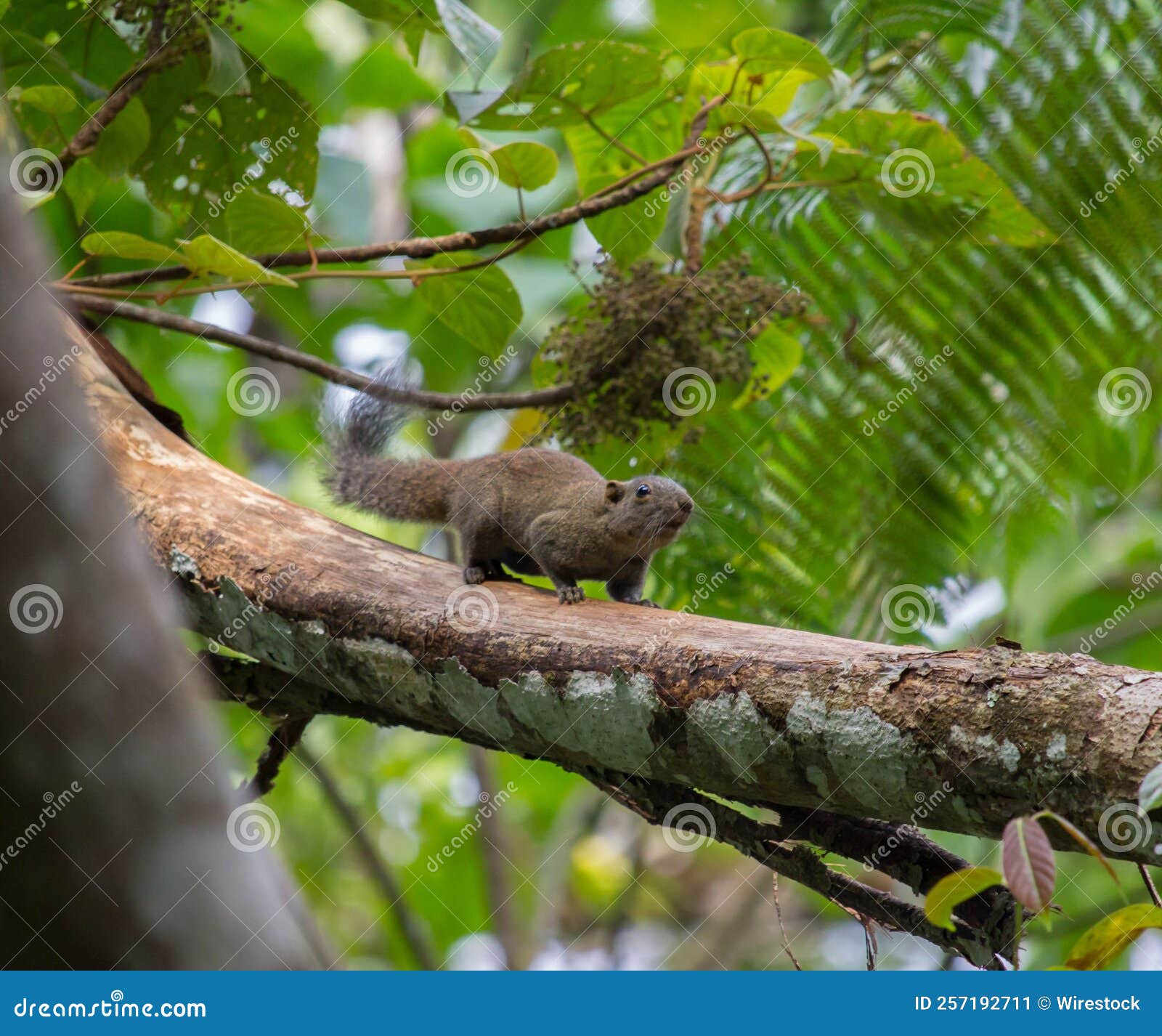 Squirrel Crawling on a Tree Branch Stock Image - Image of creature ...