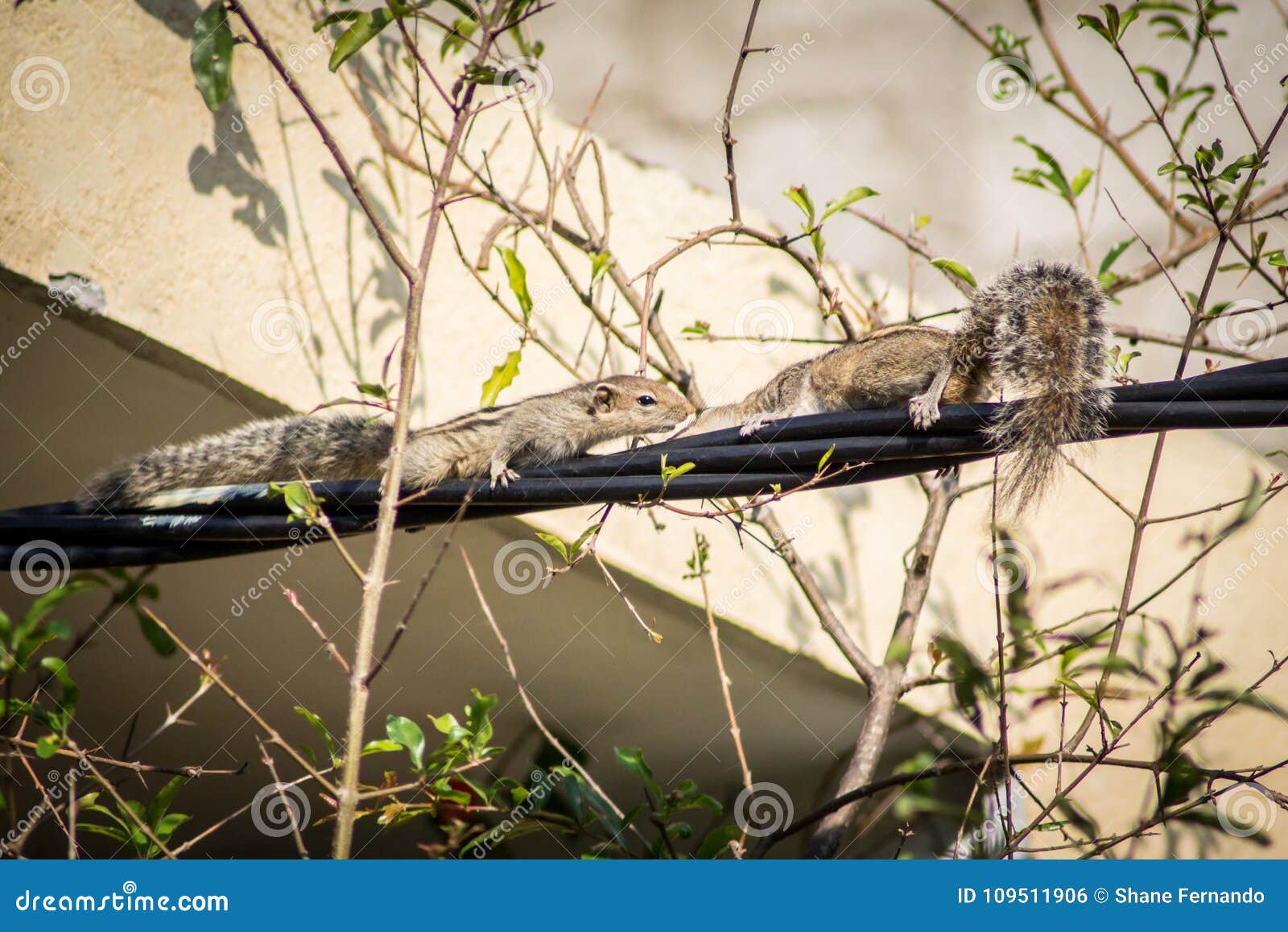 Squirrel on a black wire stock photo. Image of animal - 109511906
