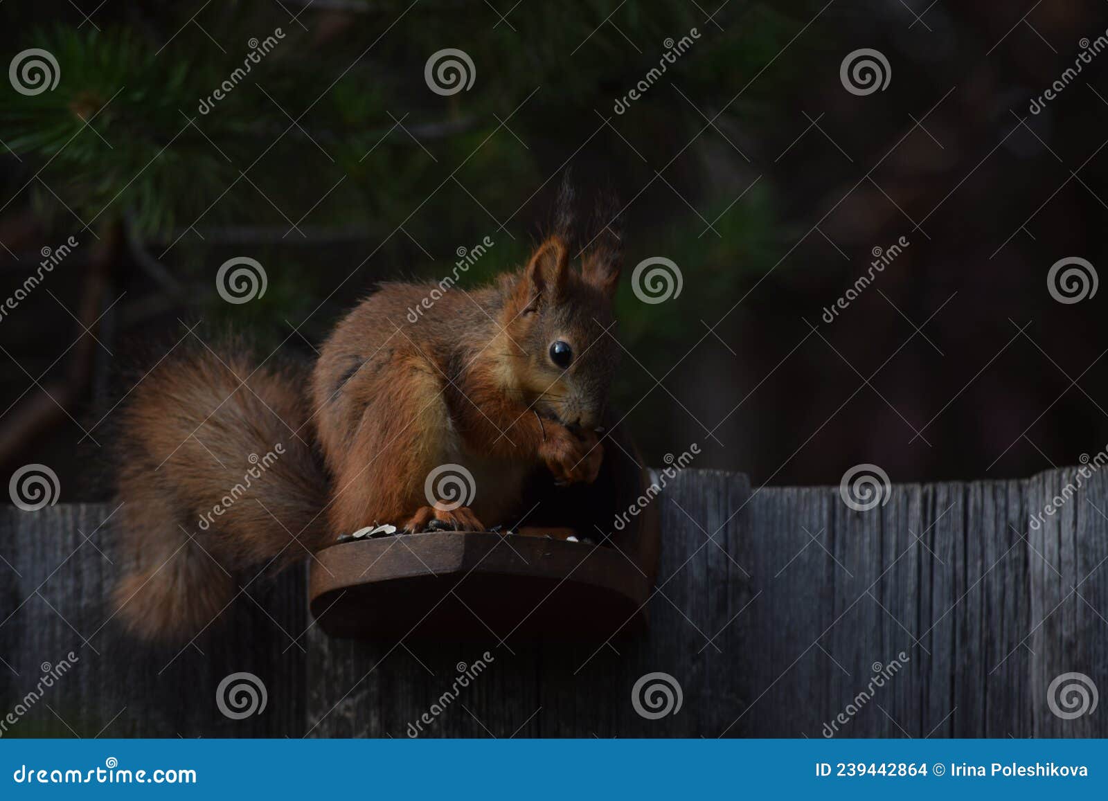 Squirrel Cub Eating Nut on the Fence in the Garden Stock Photo - Image ...
