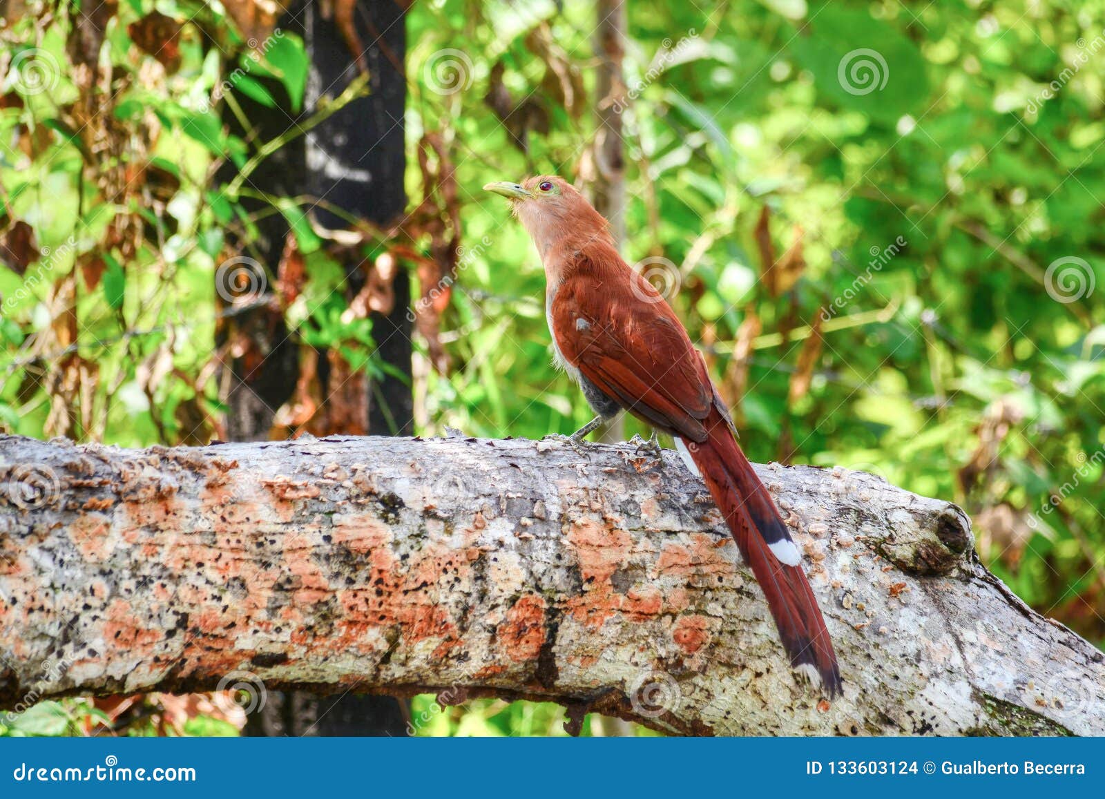 Squirrel Cuckoo, Tropical Rainforest, Costa Rica Stock Image ...