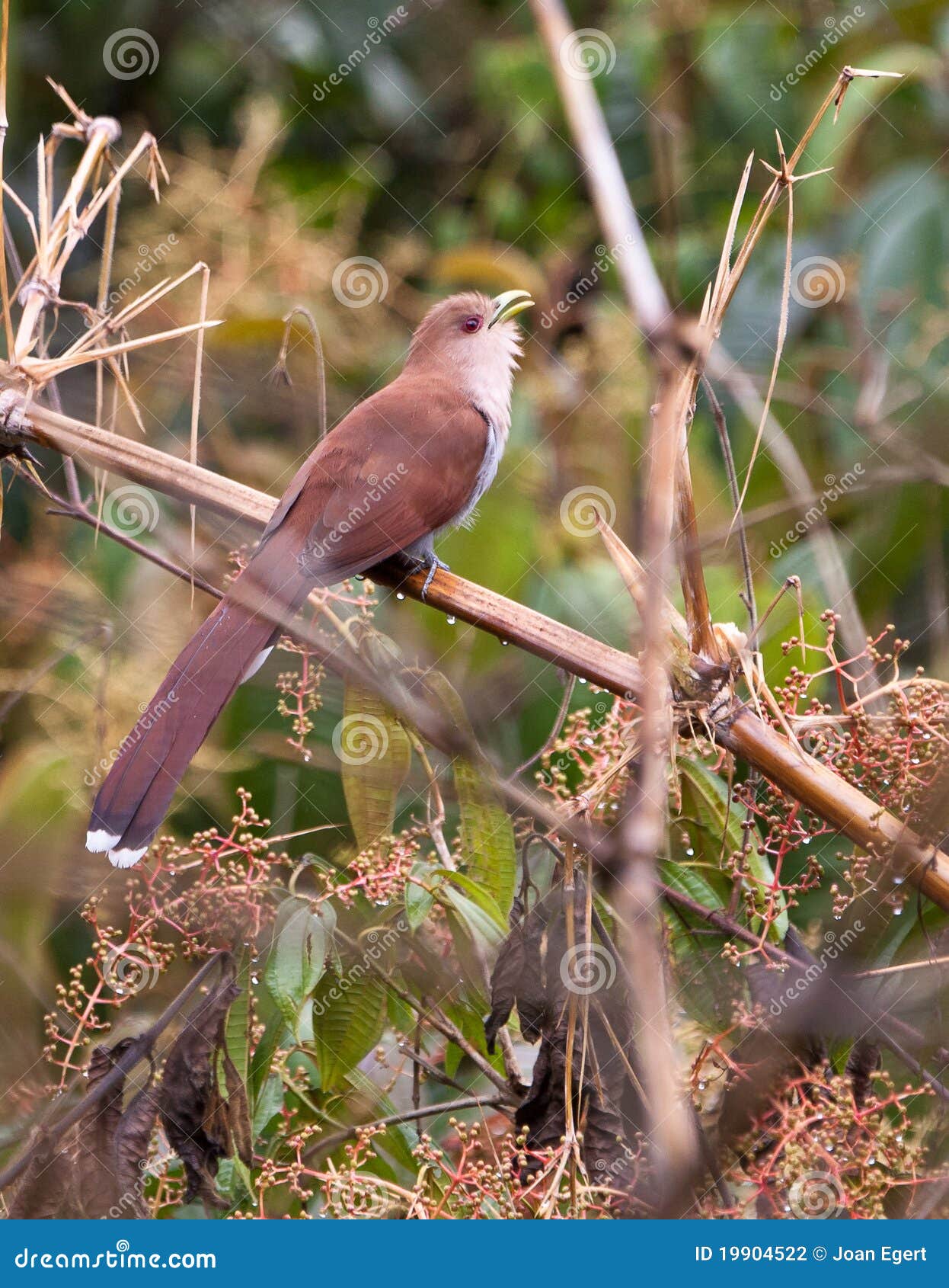 A Squirrel Cuckoo Singing on a Branch Stock Photo - Image of brown ...