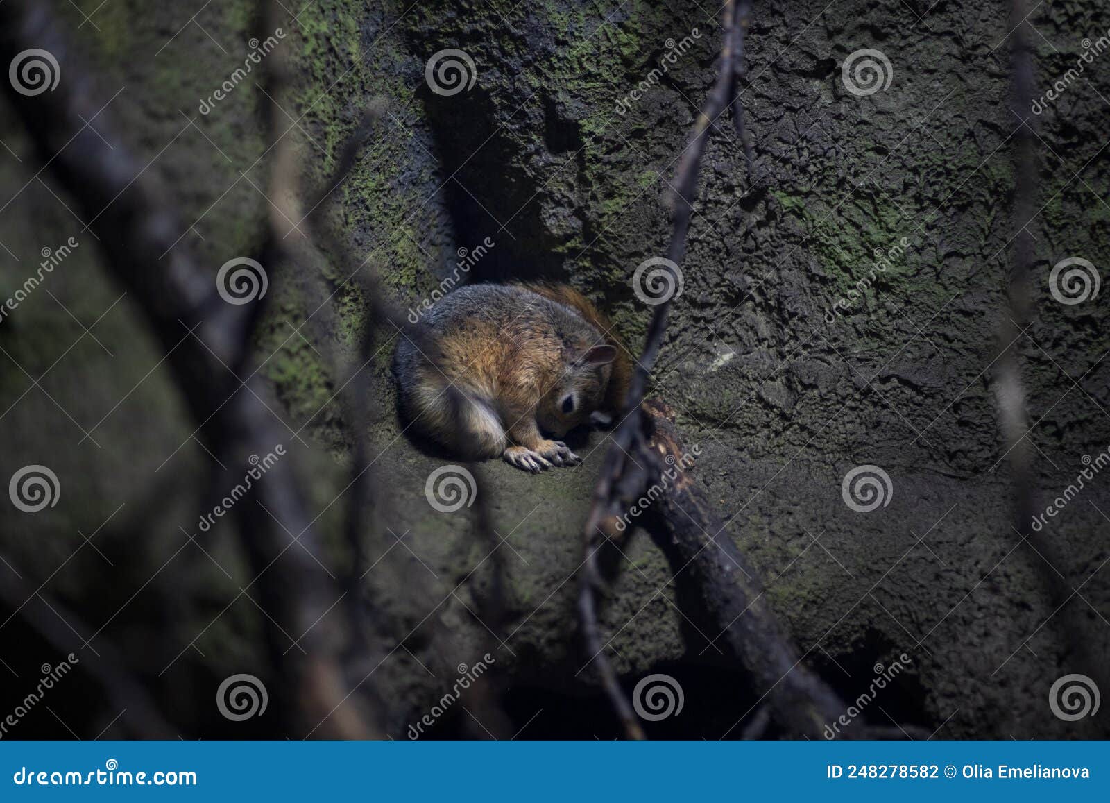 A Small Squirrel Huddled in a Corner and Sits Fearing Something Stock ...