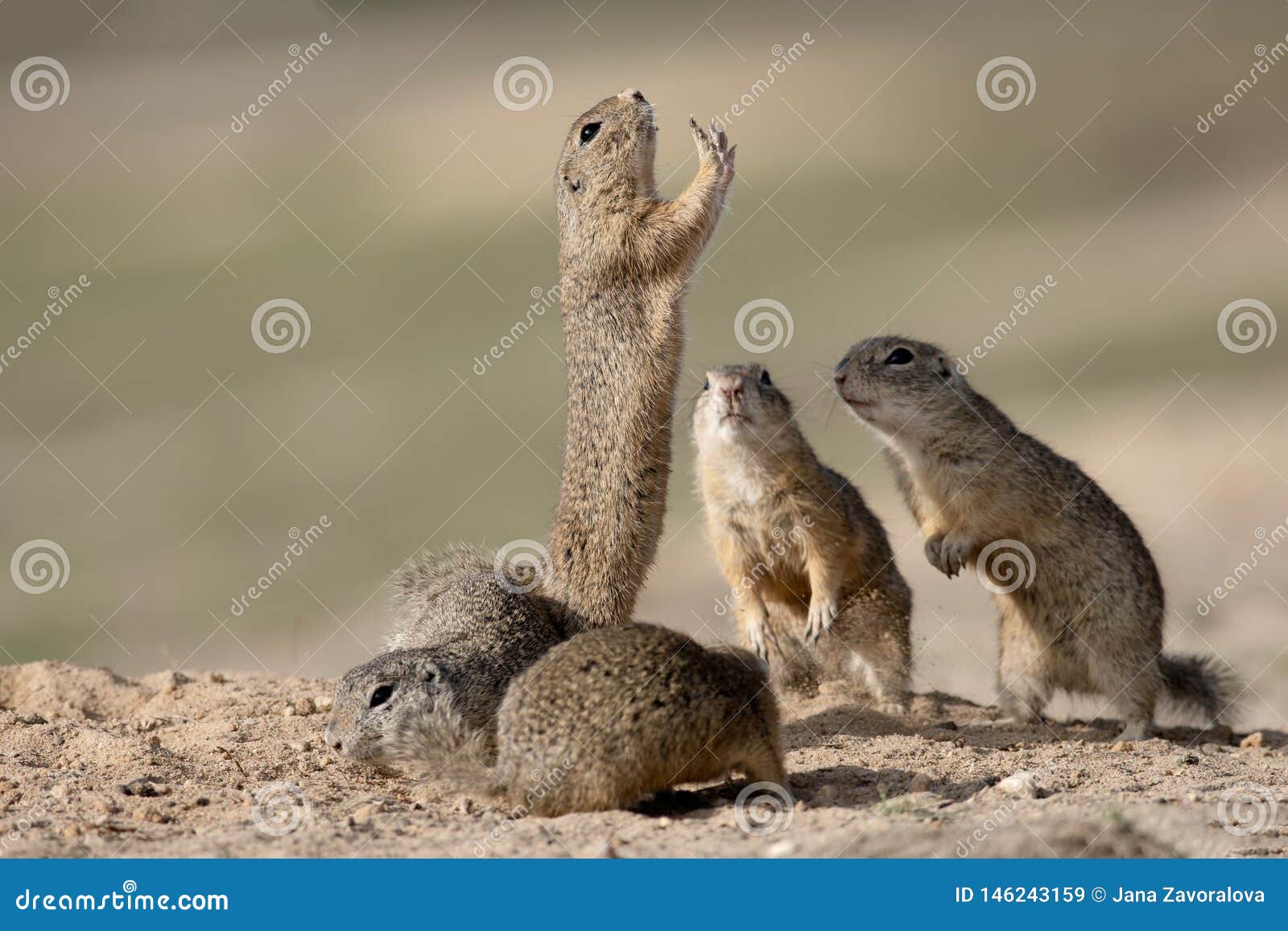 Squirrel are Praying for Their Food Stock Image - Image of ground, fast ...