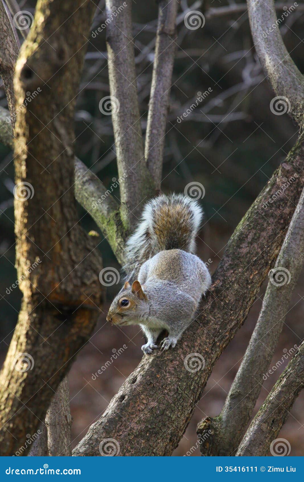 Squirrel stock image. Image of autumn, pretty, small - 35416111