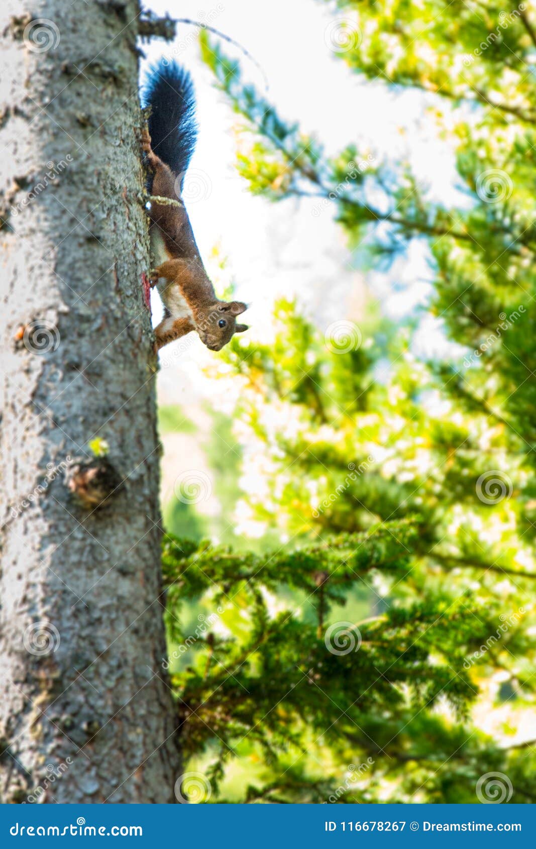 Squirrel on Tree stock image. Image of nature, europe - 116678267