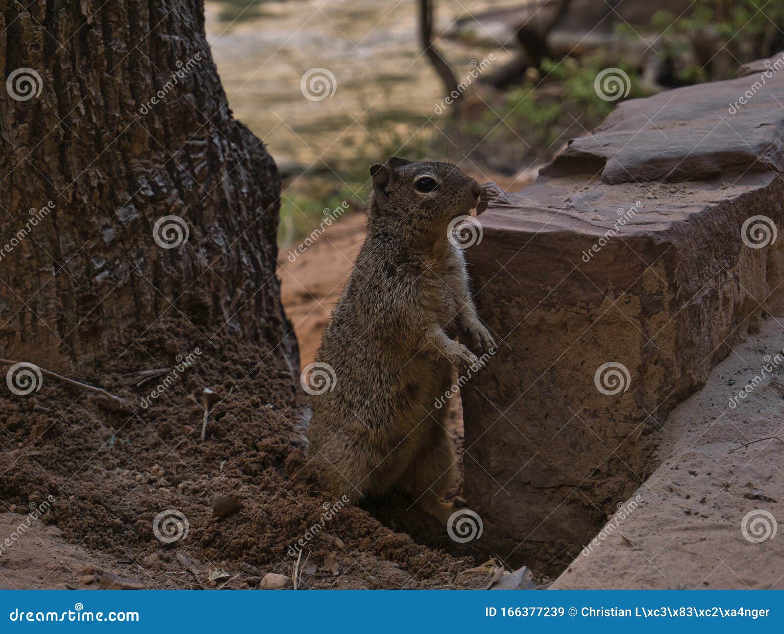 A squirrel digging a cave stock image. Image of squirrel - 166377239