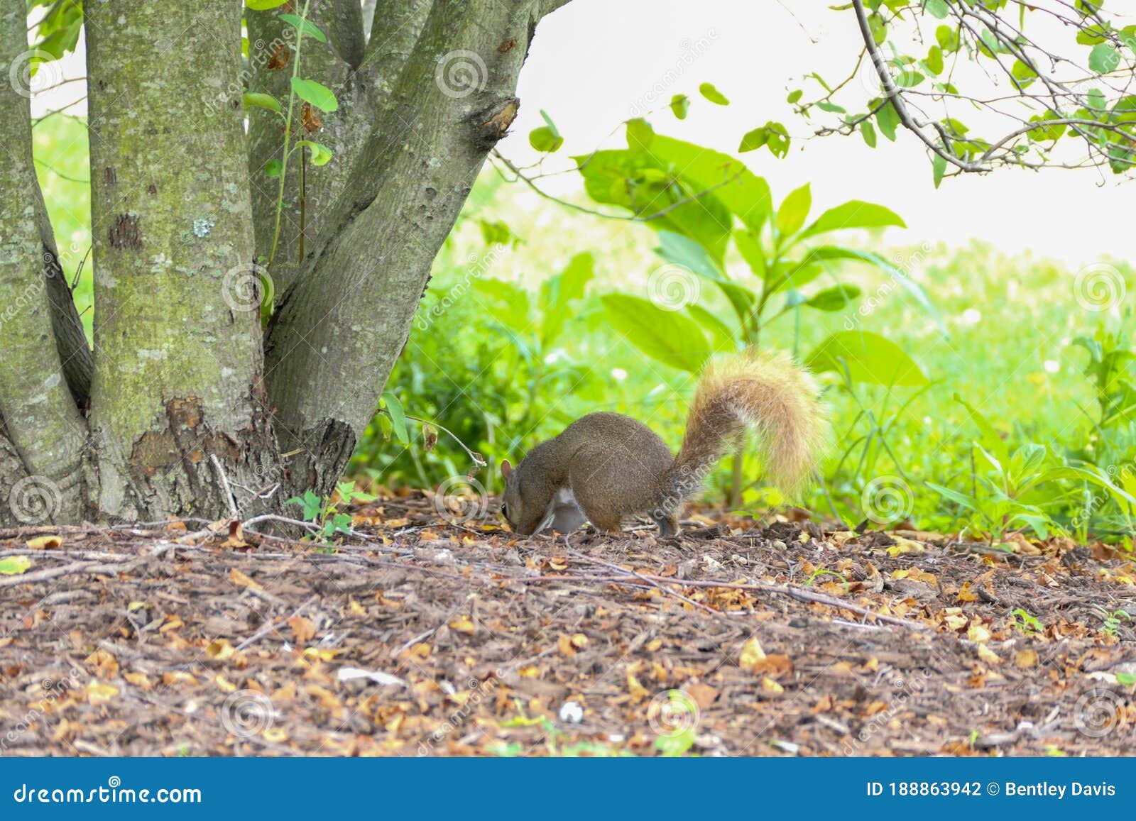 A Squirrel Digging by a Tree Stock Photo - Image of wild, cute: 188863942