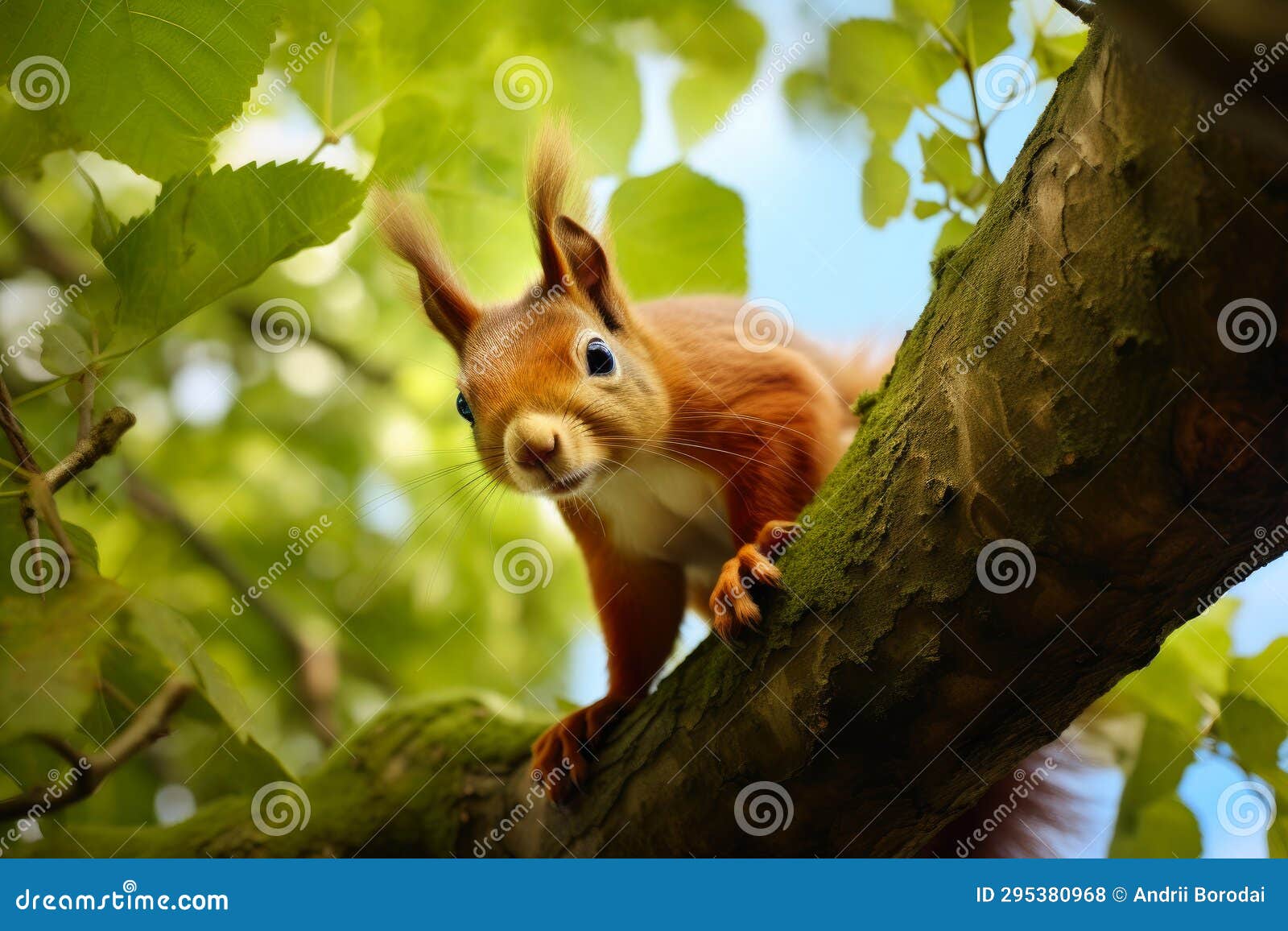 Squirrel Dining High in the Canopy. Stock Illustration - Illustration ...