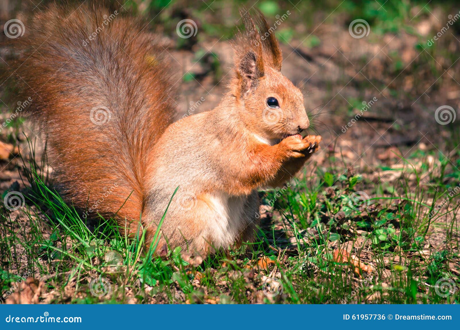 Squirrel dinner stock photo. Image of dinner, tail, fluffy - 61957736