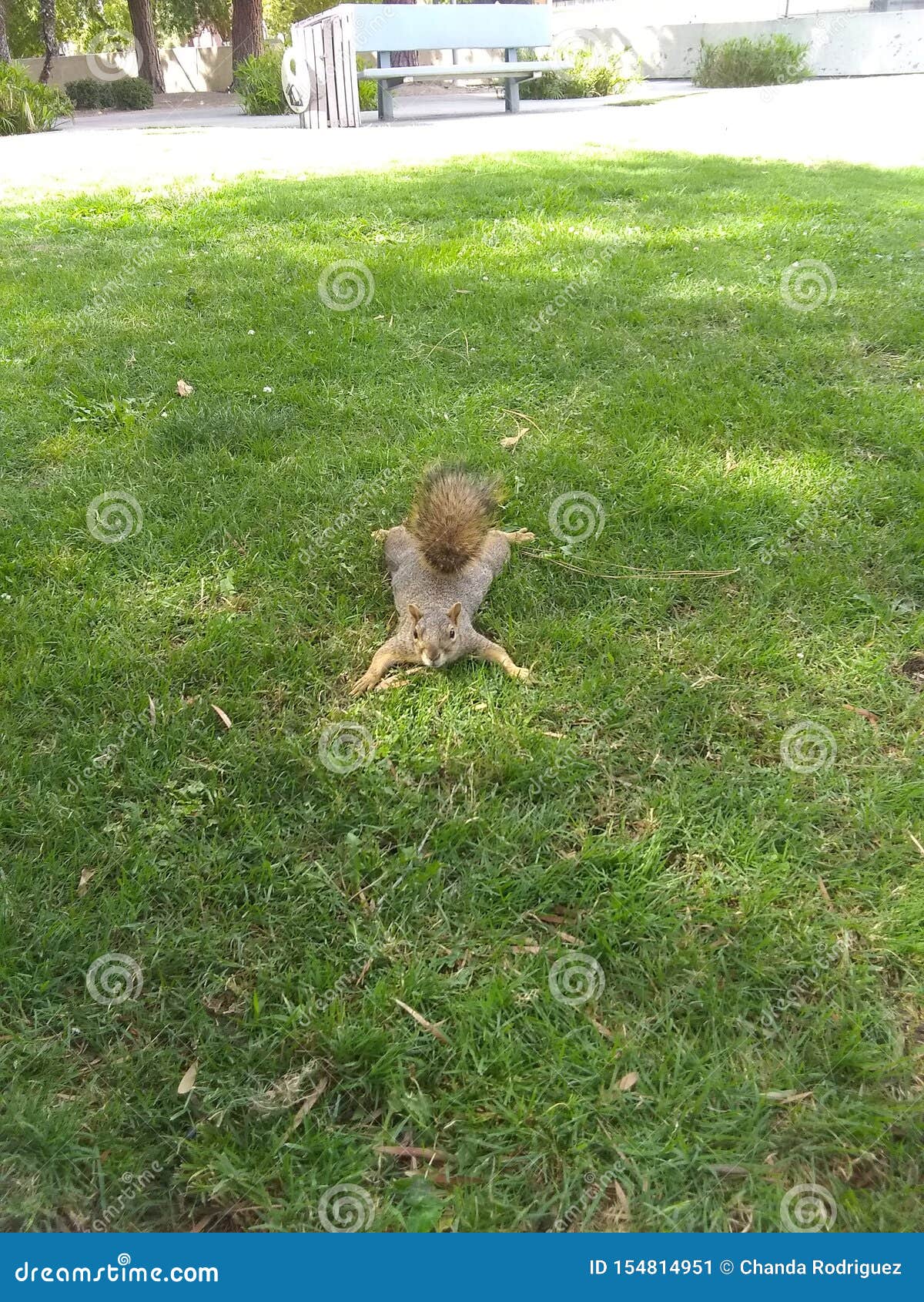 Squirrel Doing Yoga in the Park Stock Image - Image of yoga, yiga ...