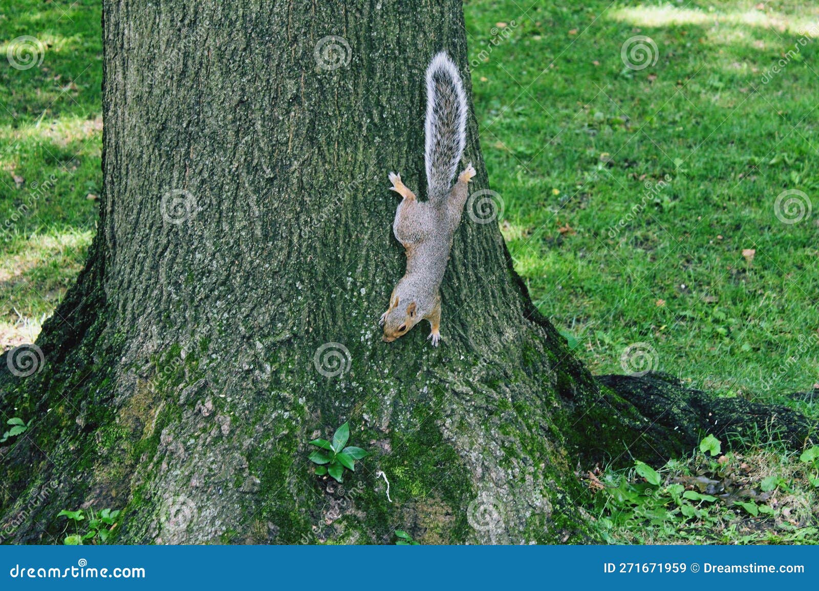 Squirrel Down the Tree in Central Park. Stock Image - Image of jungle ...