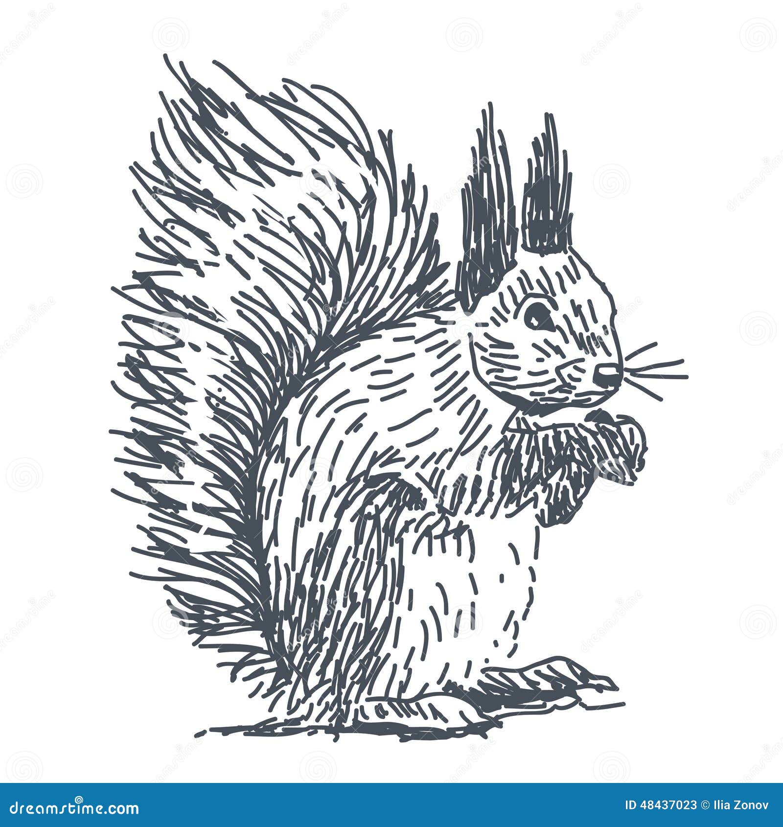 Squirrel Drawing. Squirrel Head Full Face. Simple Line Drawing Of A ...
