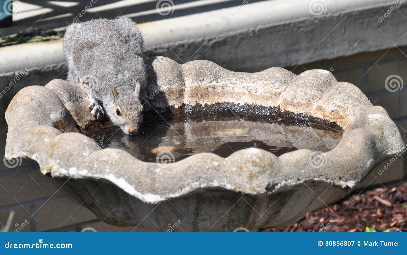 Squirrel Drinking stock image. Image of water, grey, rodents - 30856807
