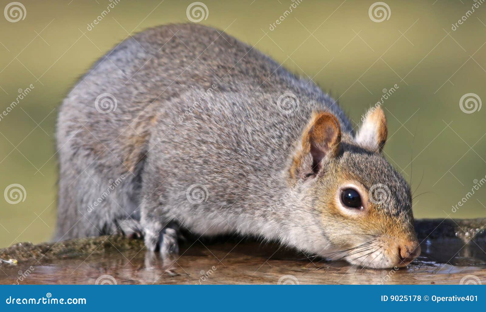 Squirrel Drinking from Bird Bath Stock Photo - Image of thirsty ...