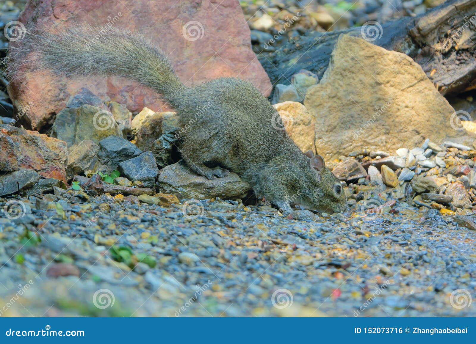 Squirrel stock photo. Image of tail, animal, mammals - 152073716