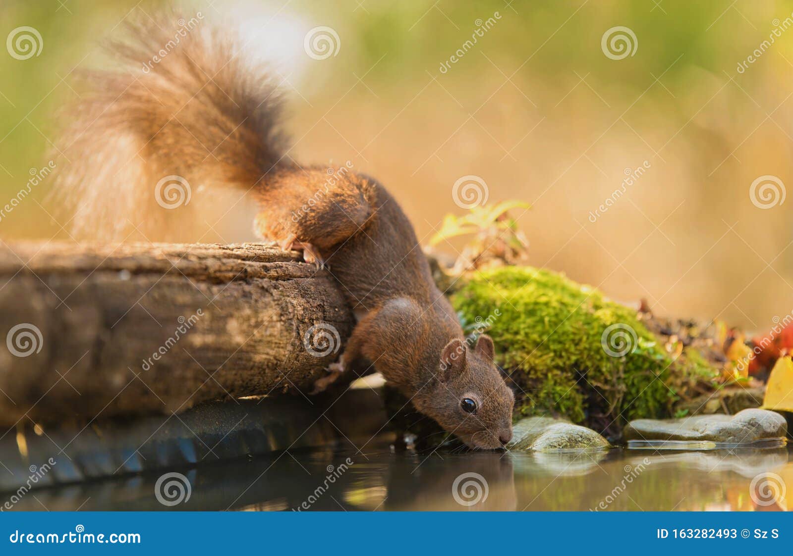 Squirrel Drinking Water from the Lake Stock Image - Image of background ...