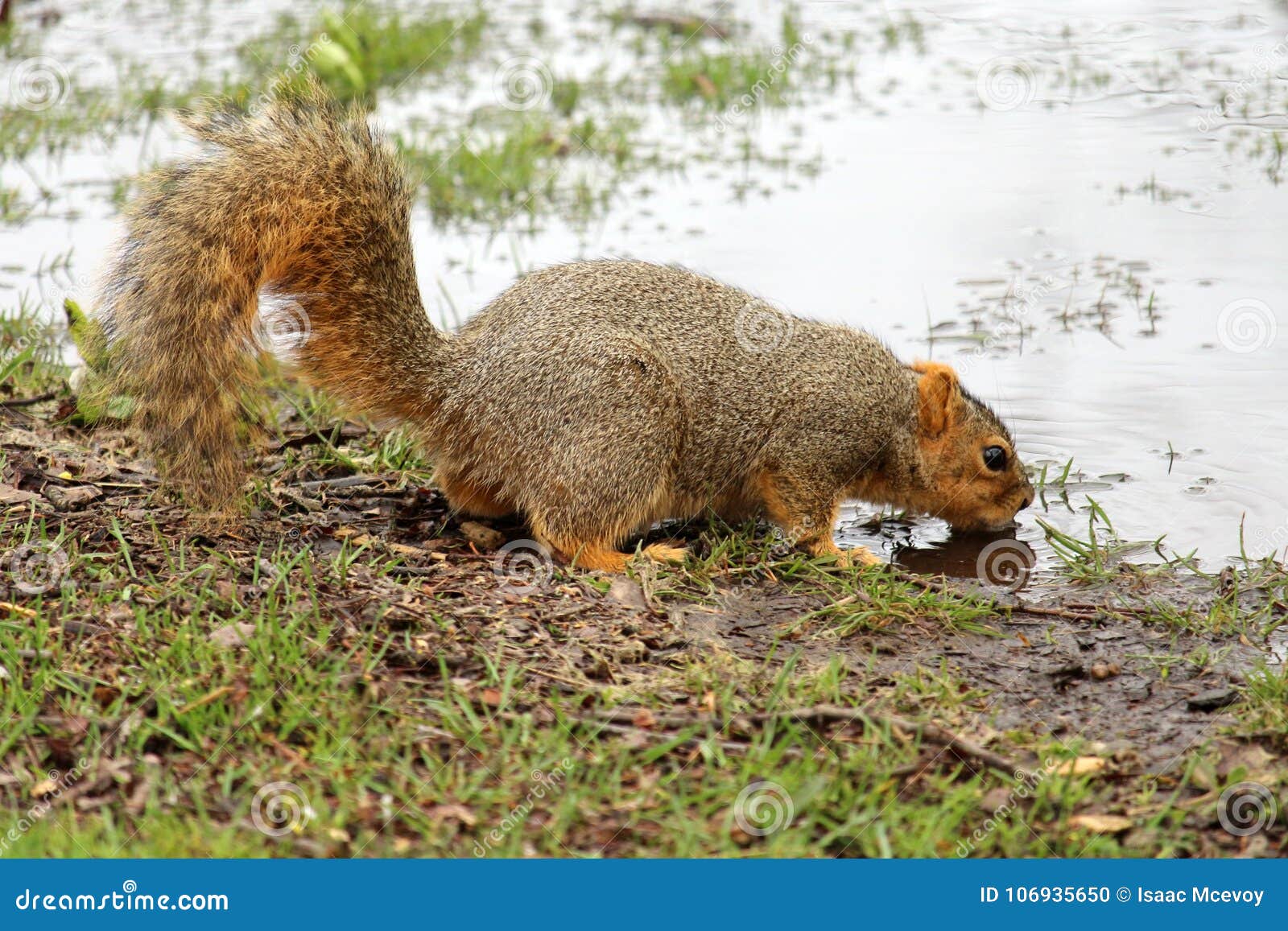 Squirrel drinking water stock photo. Image of animal - 106935650