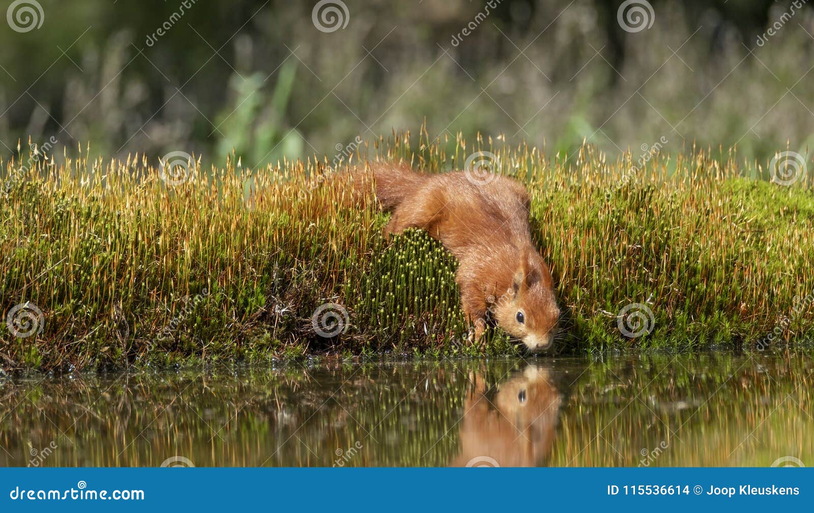 Squirrel Drinks in a Water on the Waterfront Stock Photo - Image of ...