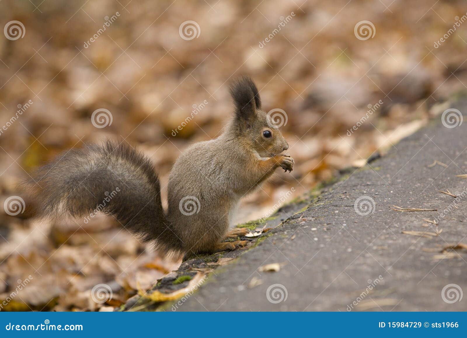 The squirrel on the earth stock image. Image of rodent - 15984729