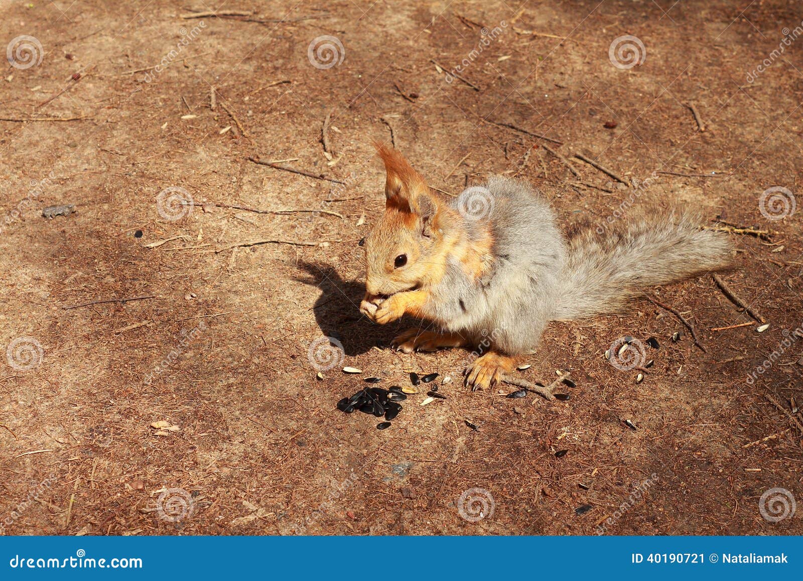 The squirrel stock image. Image of earth, eats, trough - 40190721