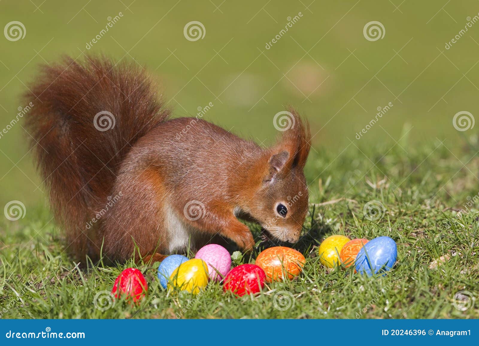Squirrel with easter eggs stock photo. Image of vulgaris - 20246396