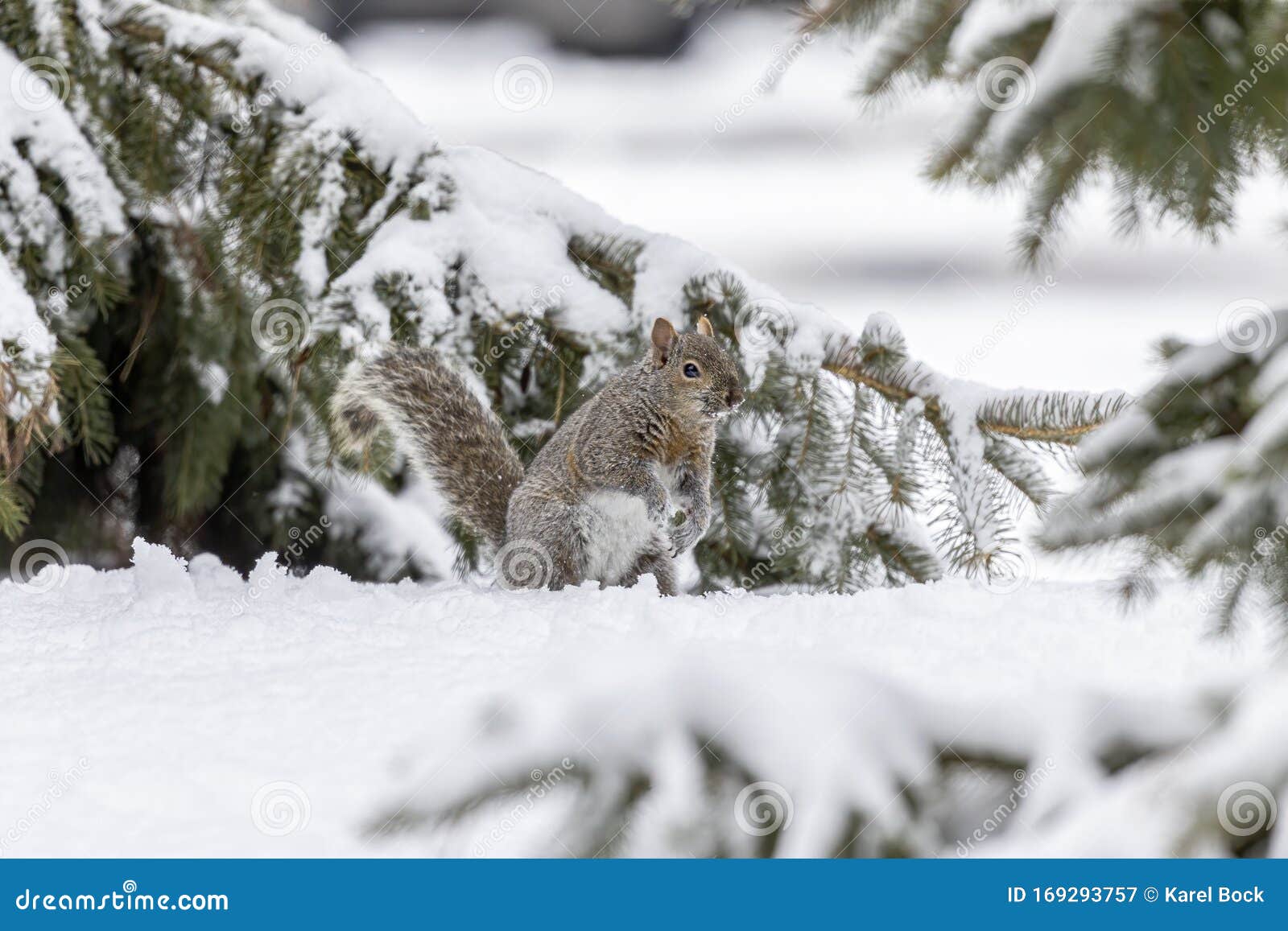 Squirrel. Eastern Gray Squirrel In The Snow Stock Image - Image of ...
