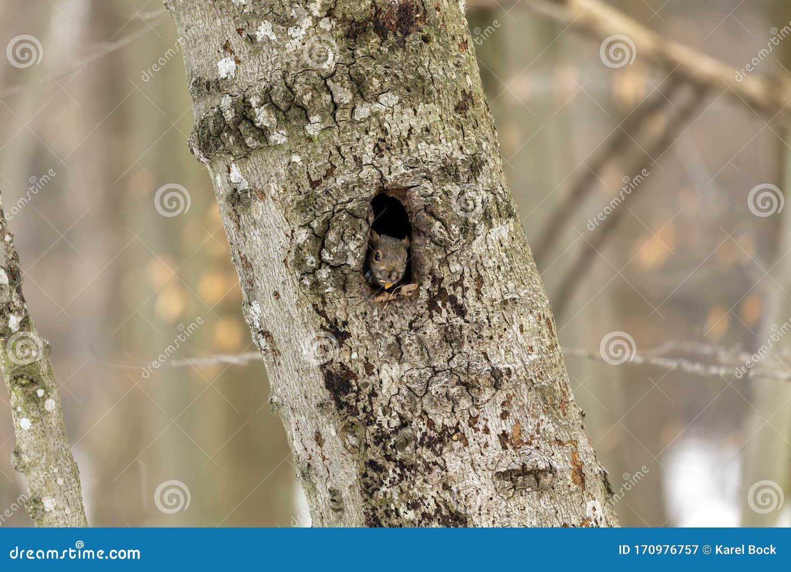 Squirrel. Eastern Gray Squirrel in Cavity, Stock Image - Image of ...