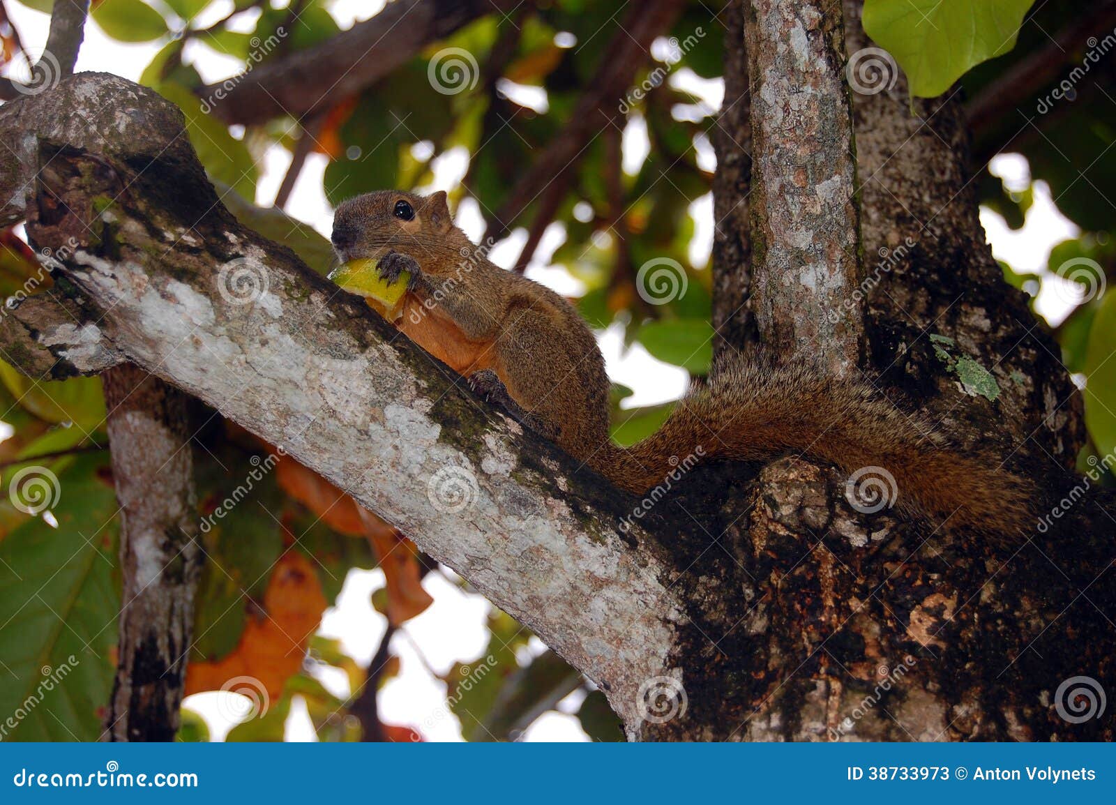 Squirrel eat mango stock image. Image of fast, pretty - 38733973