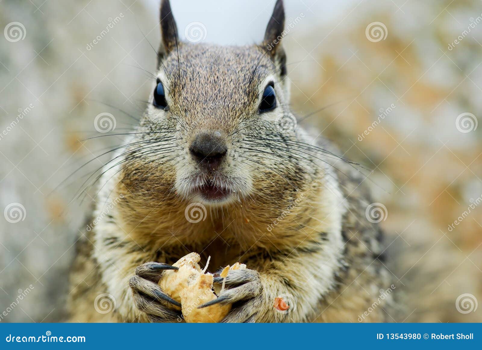 Squirrel Eating stock photo. Image of face, finger, wildlife - 13543980