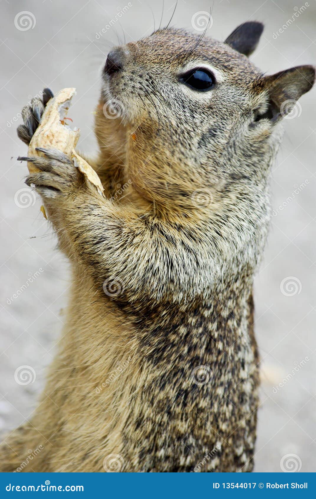 Squirrel Eating stock image. Image of outdoors, mammal - 13544017