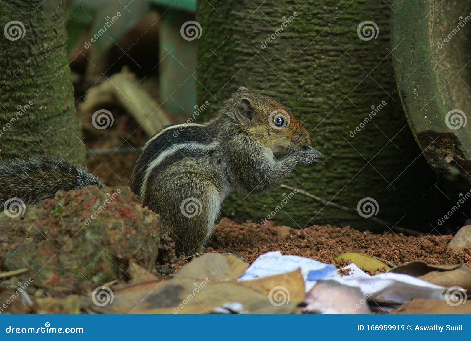 Chipmunk Indian Squirrel Eating Food Stock Image - Image of palm ...