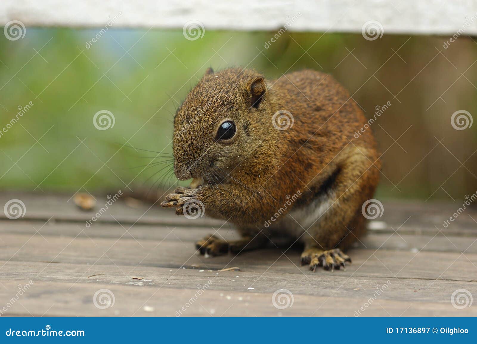 Squirrel Eating stock image. Image of squirrels, animal - 17136897