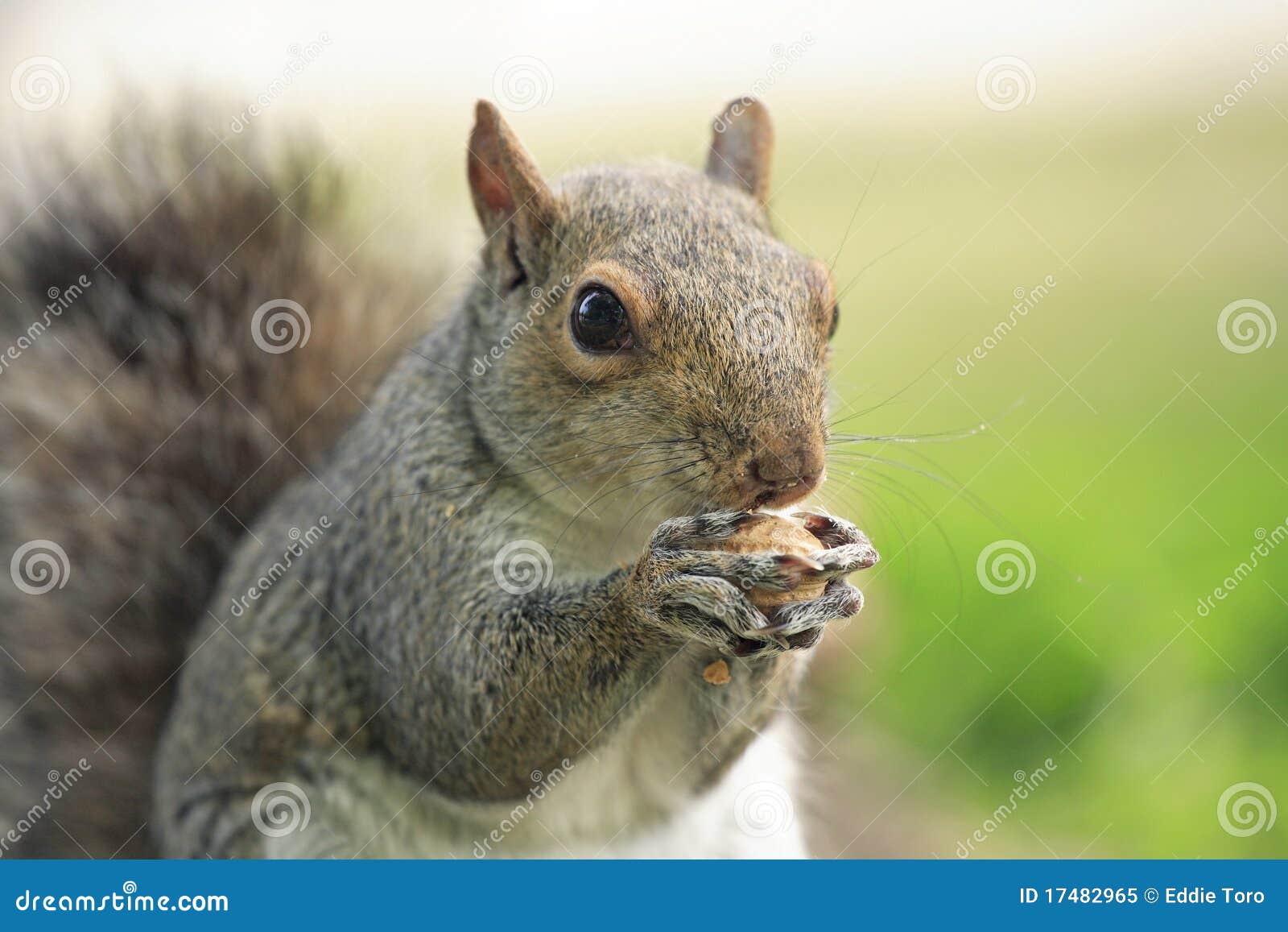 Squirrel eating stock image. Image of american, night - 17482965
