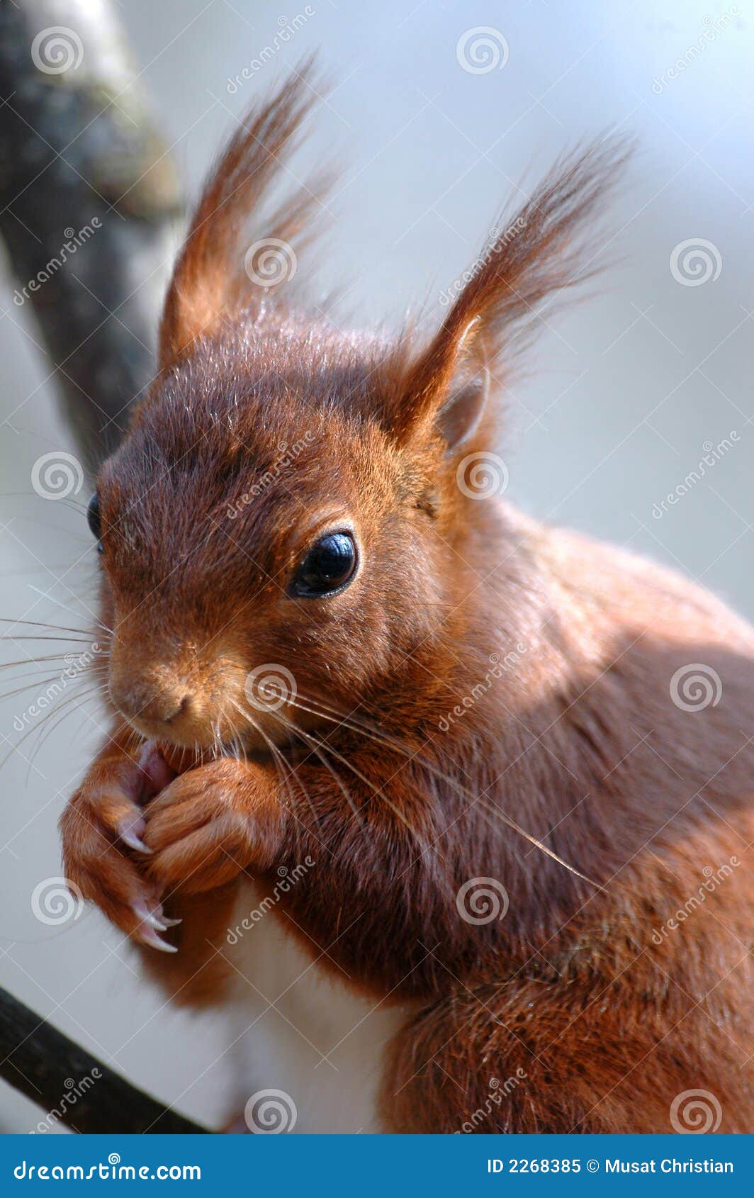 Squirrel eating stock image. Image of rodent, eating, claw - 2268385