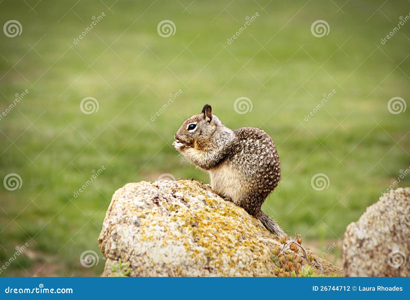 Squirrel Eating stock photo. Image of afternoon, hungry - 26744712