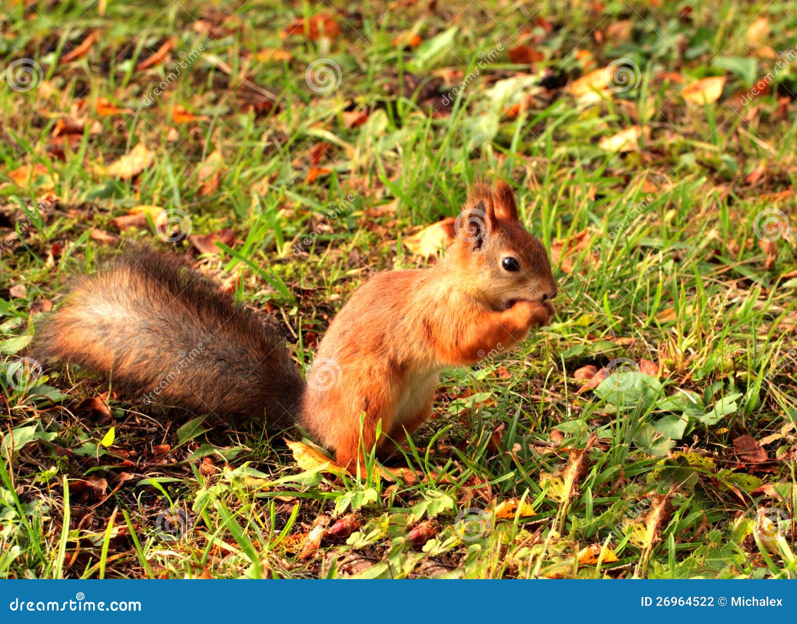 Squirrel eating stock photo. Image of fall, animal, green - 26964522
