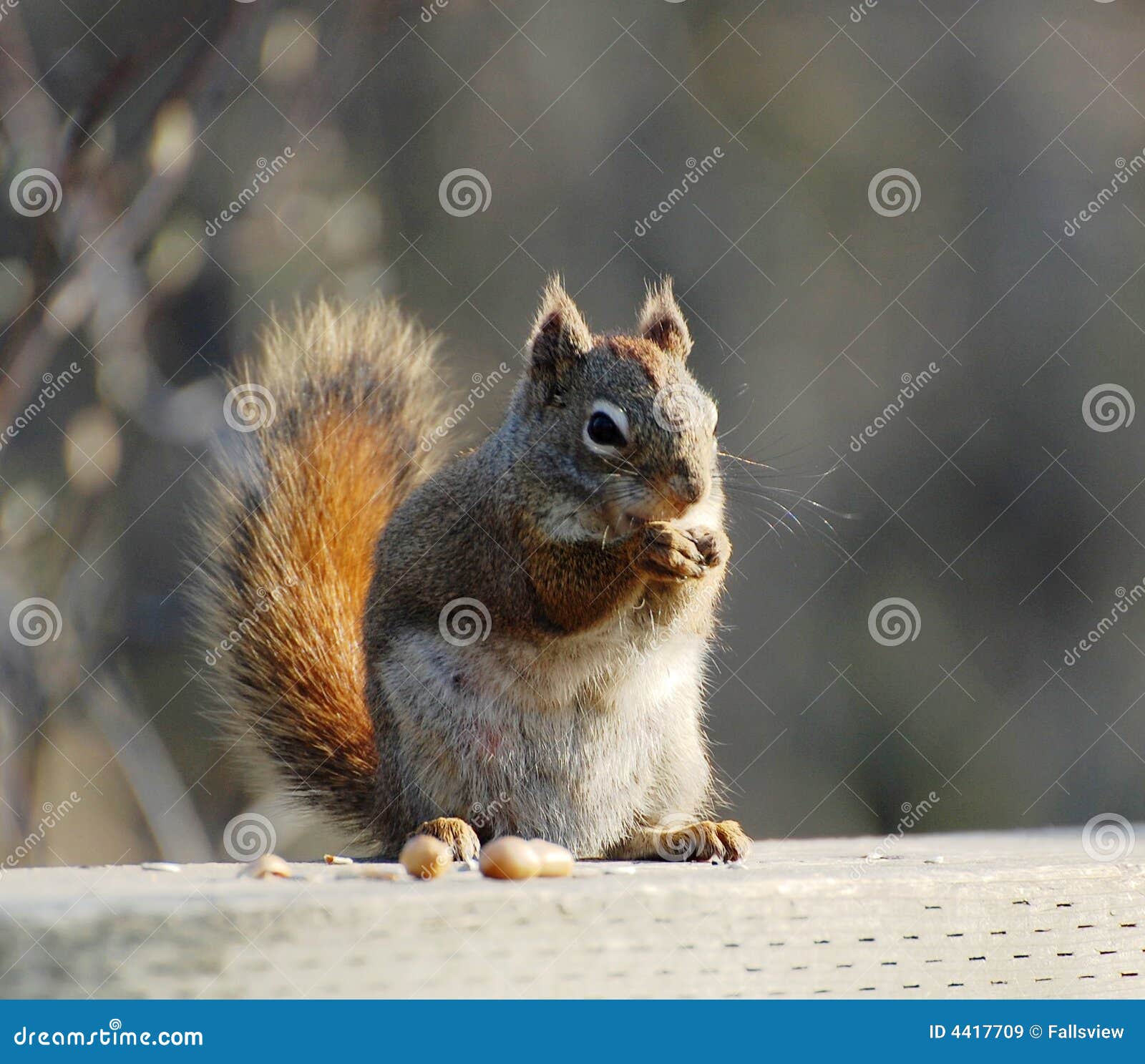Squirrel eating stock image. Image of wildlife, edmonton - 4417709