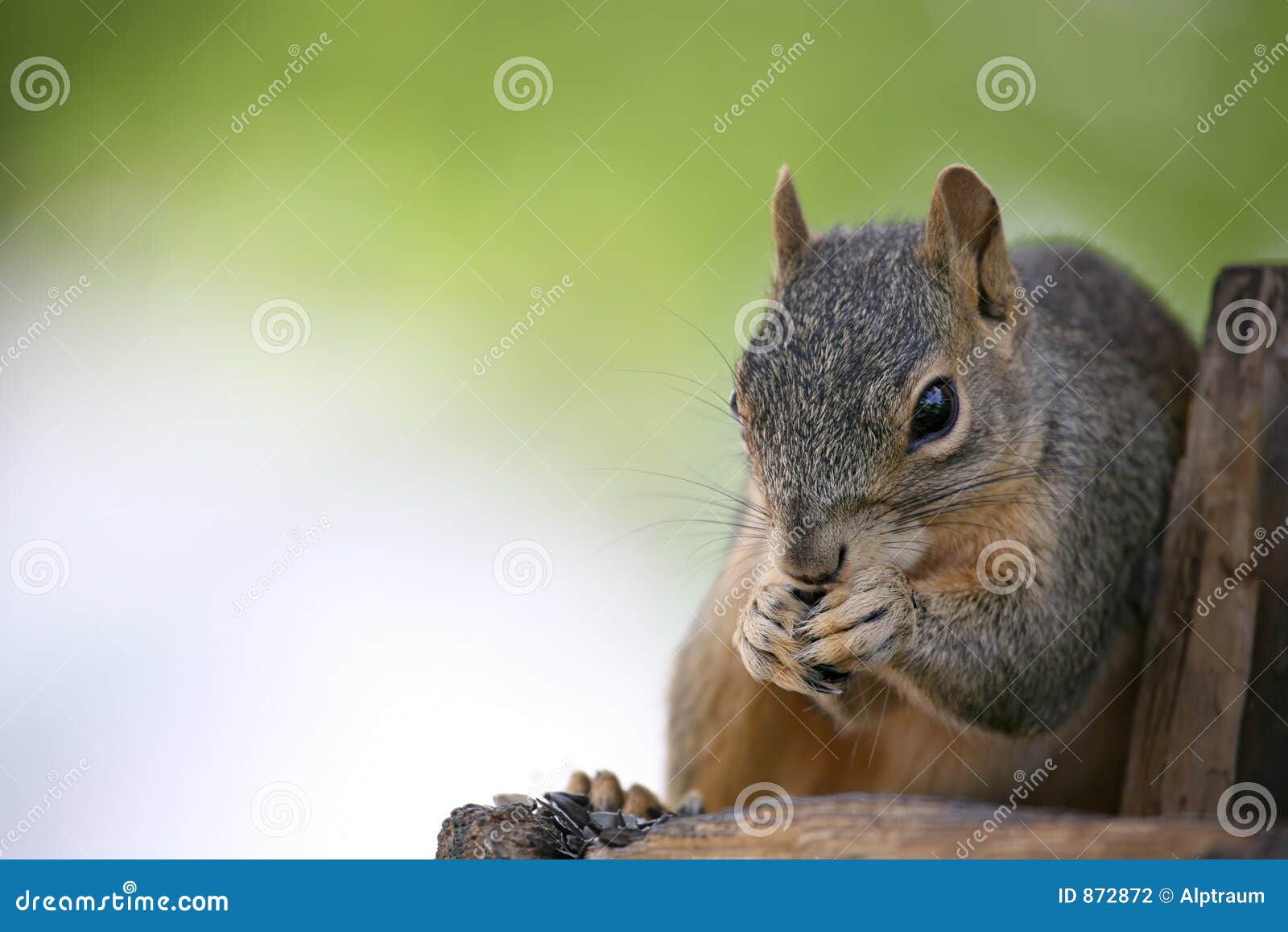 Squirrel eating stock photo. Image of nature, details, feeding - 872872