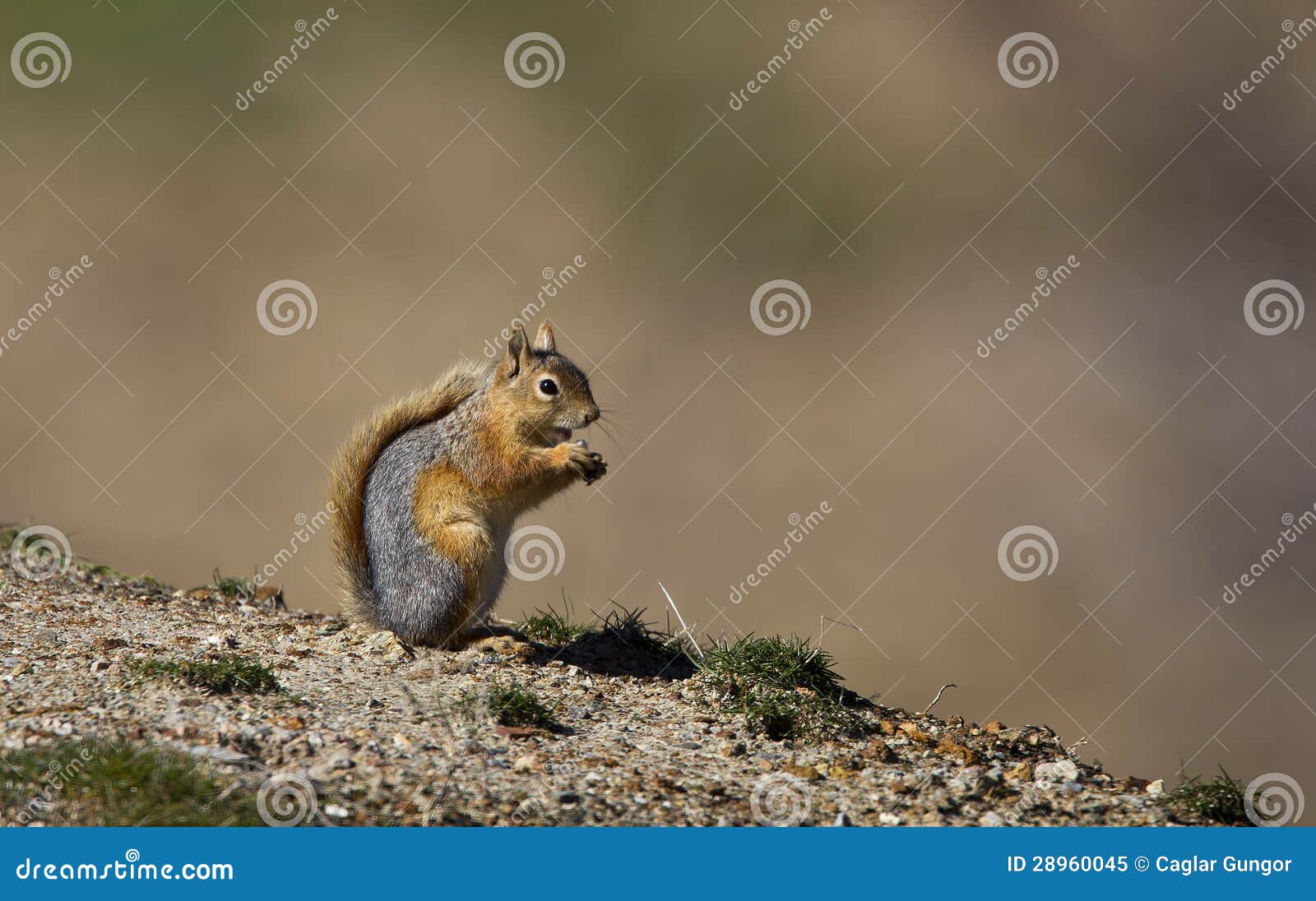Squirrel Eating Acorn stock image. Image of sentry, rodent - 28960045