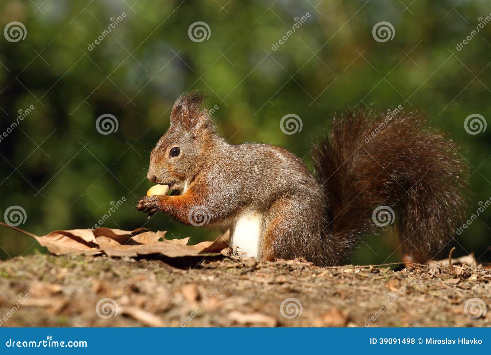 Squirrel eating stock photo. Image of cute, hairy, nice - 39091498