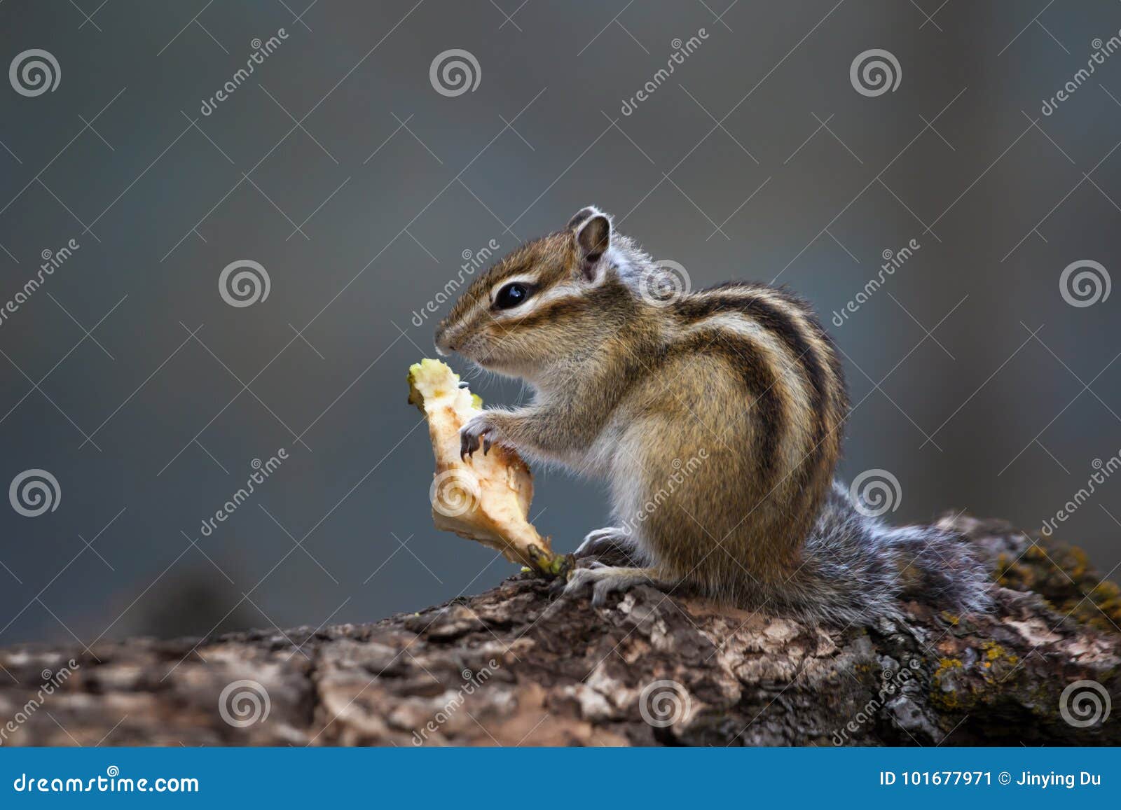 Squirrel is eating apple. stock image. Image of leaves - 101677971