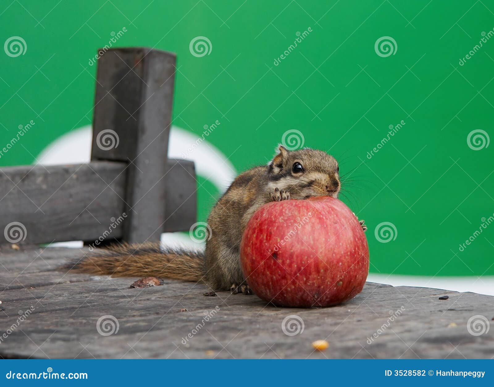 Squirrel eating an apple stock photo. Image of squirrel - 3528582