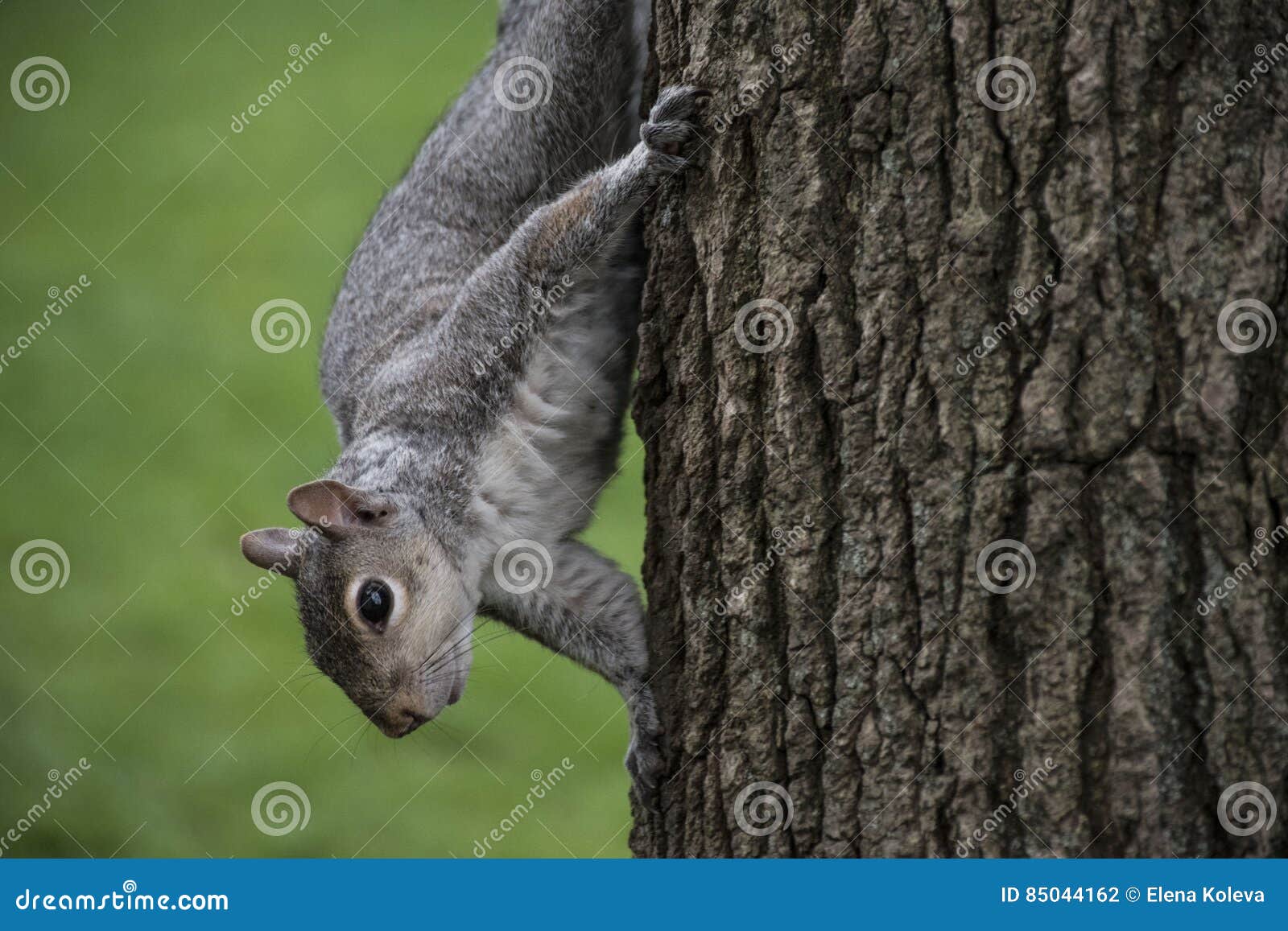 Squirrel Eating Apple in Park Stock Photo - Image of squirrel, london ...