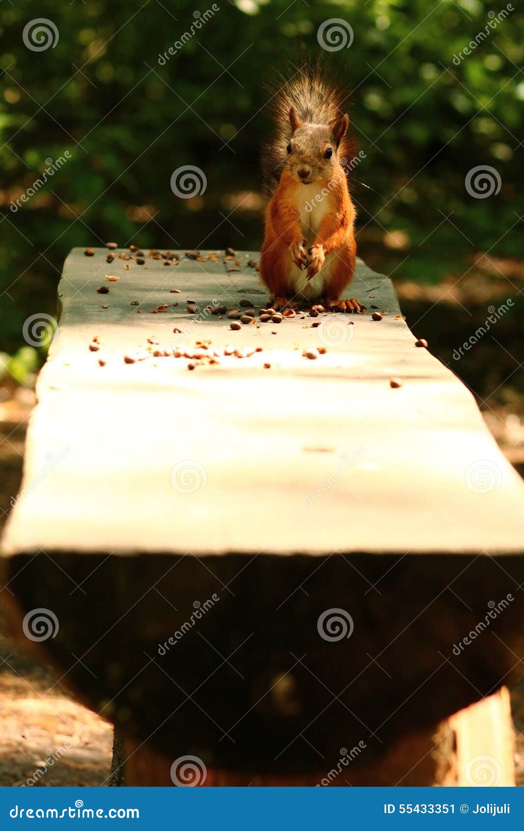 Squirrel Eating Cedar Nuts on the Bench Stock Image - Image of ...